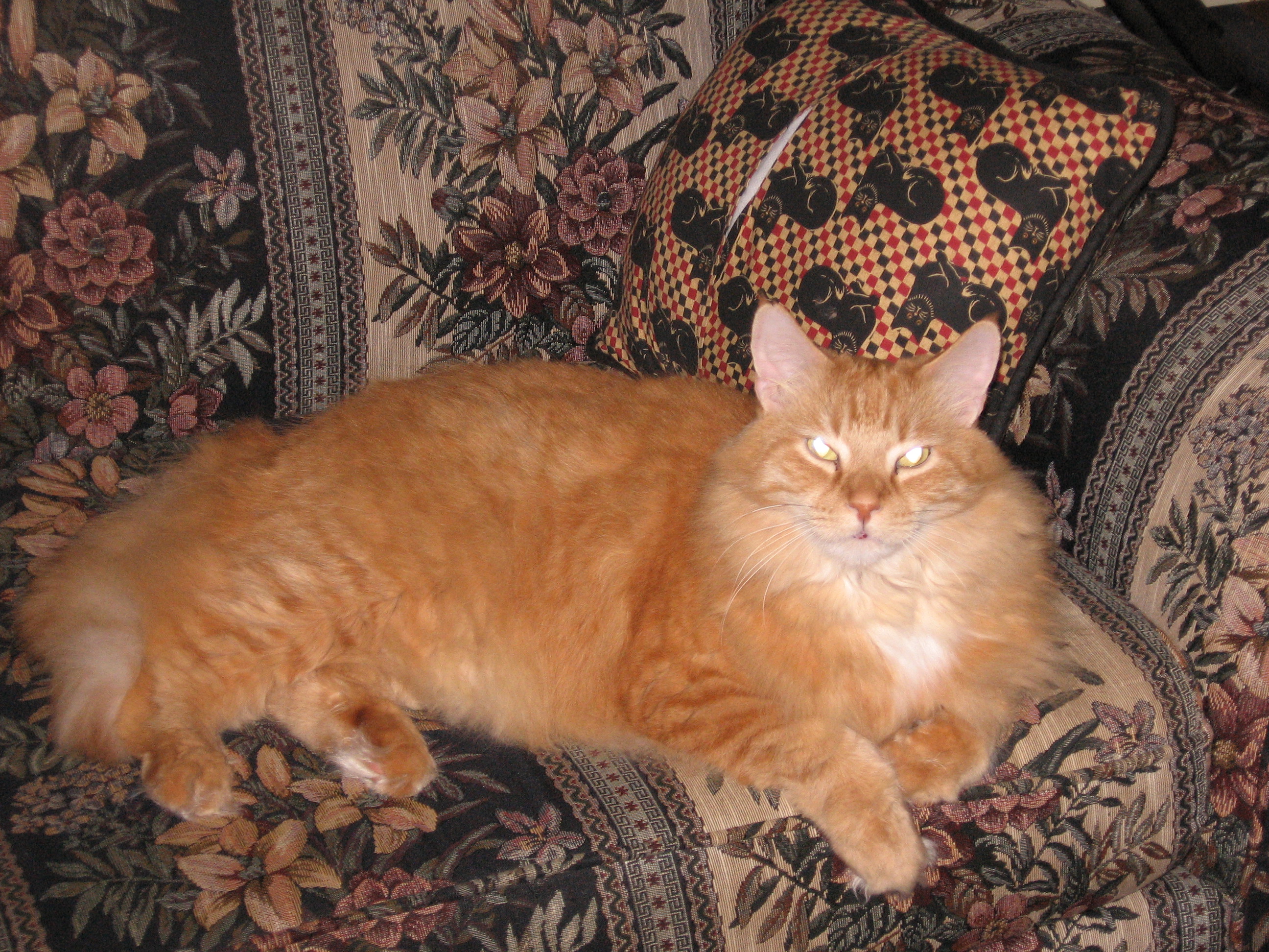 The Cats – Alex Erickson